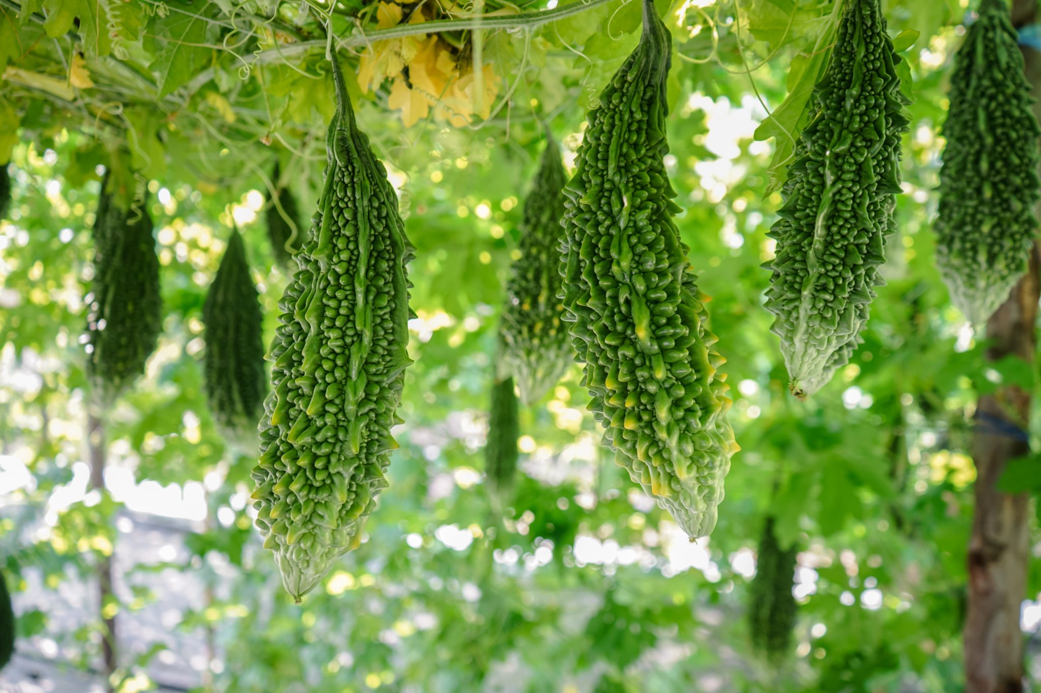 ゴーヤーの育て方｜植物図鑑｜HanaPrime（ハナプライム）