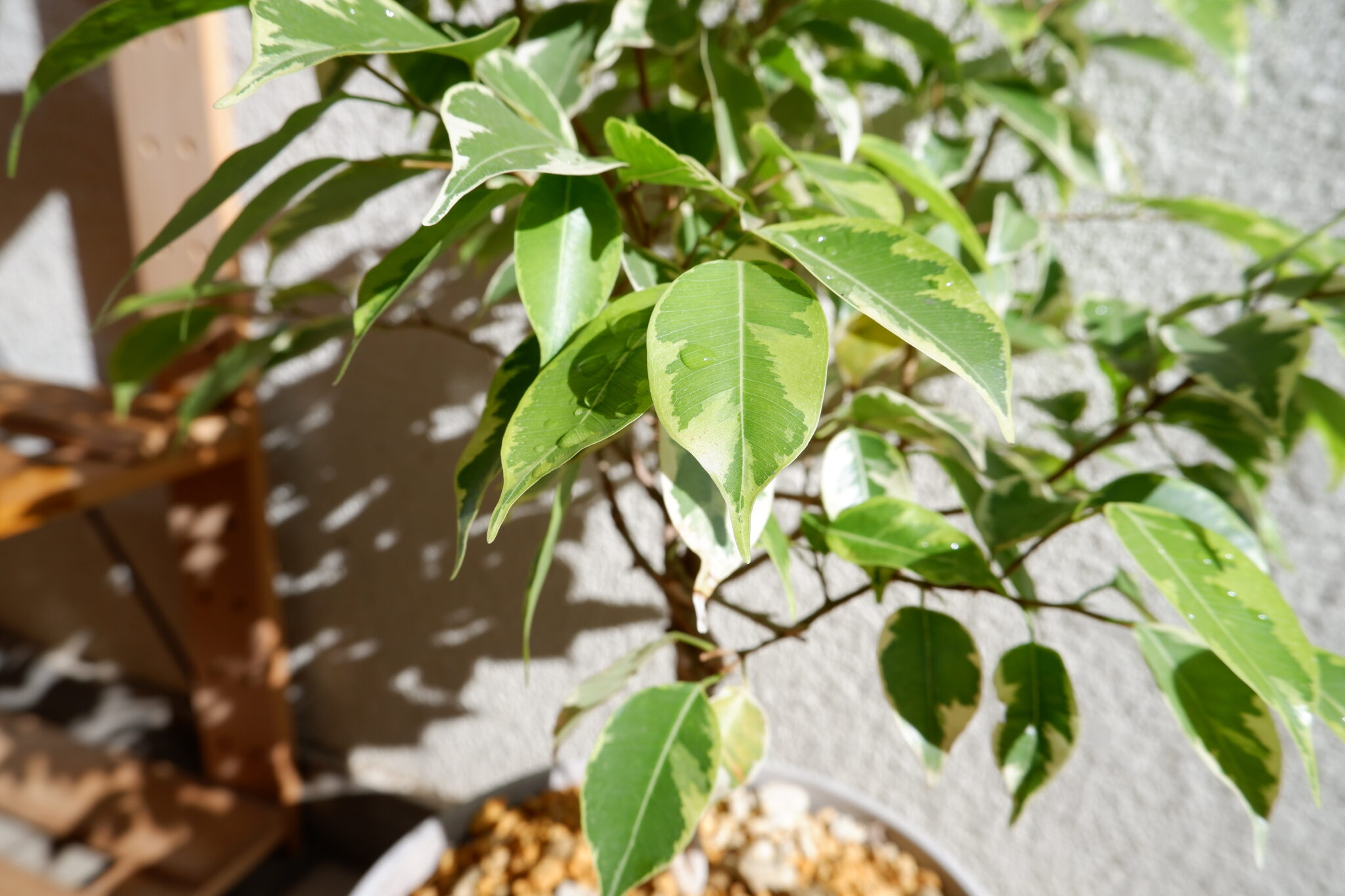 フィカス ベンジャミンの育て方｜植物図鑑｜HanaPrime（ハナプライム）