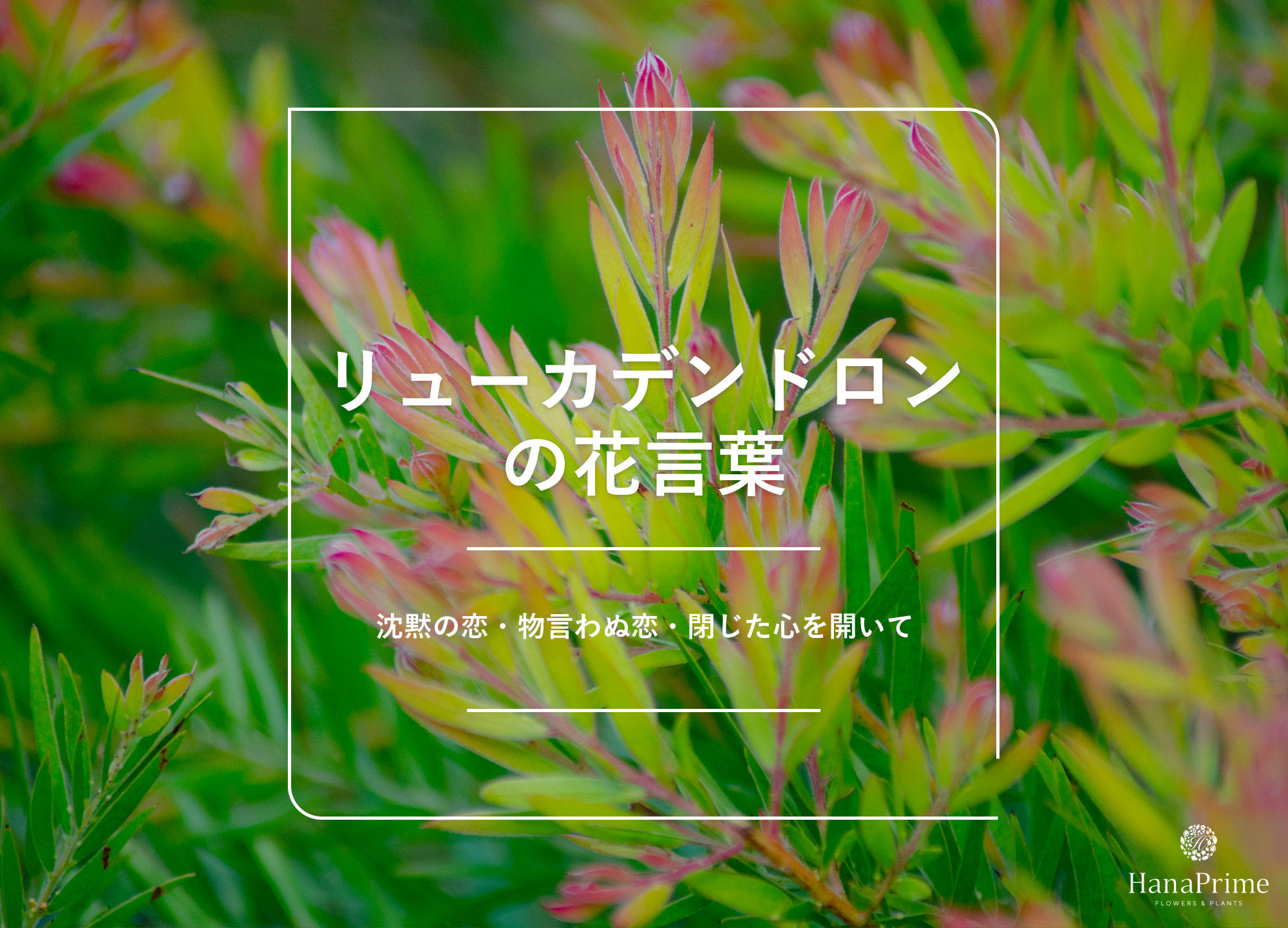 リューカデンドロンの花言葉｜名前の由来 ー 花言葉・誕生花｜HanaPrime（ハナプライム）