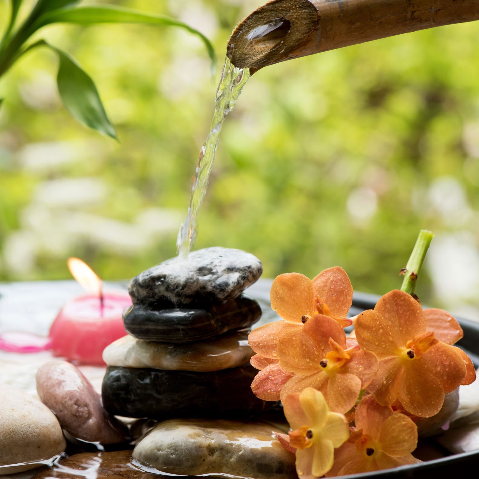 花言葉・誕生花｜HanaPrime（ハナプライム）