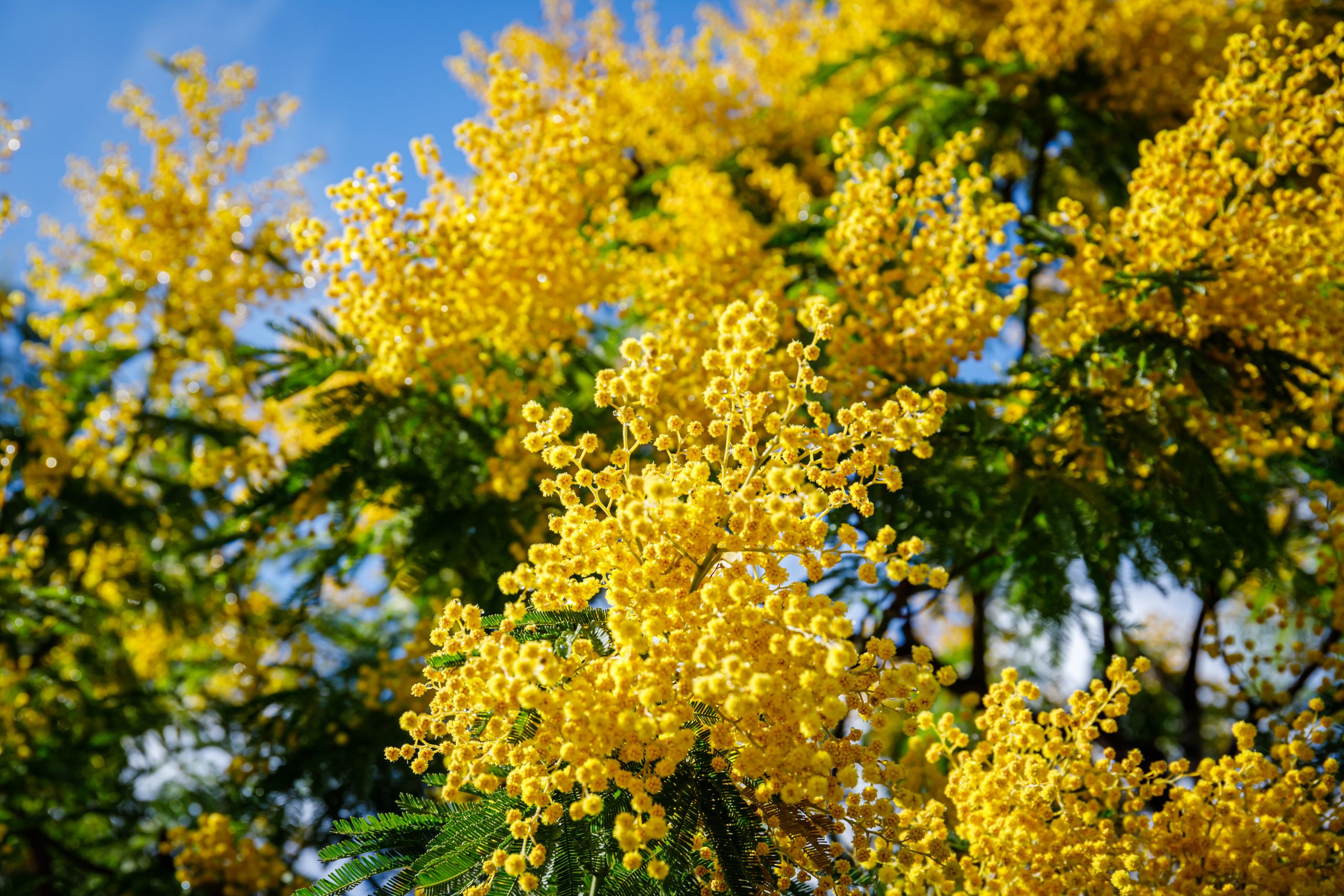 ミモザの花言葉｜名前の由来 ー 花言葉・誕生花｜HanaPrime（ハナプライム）